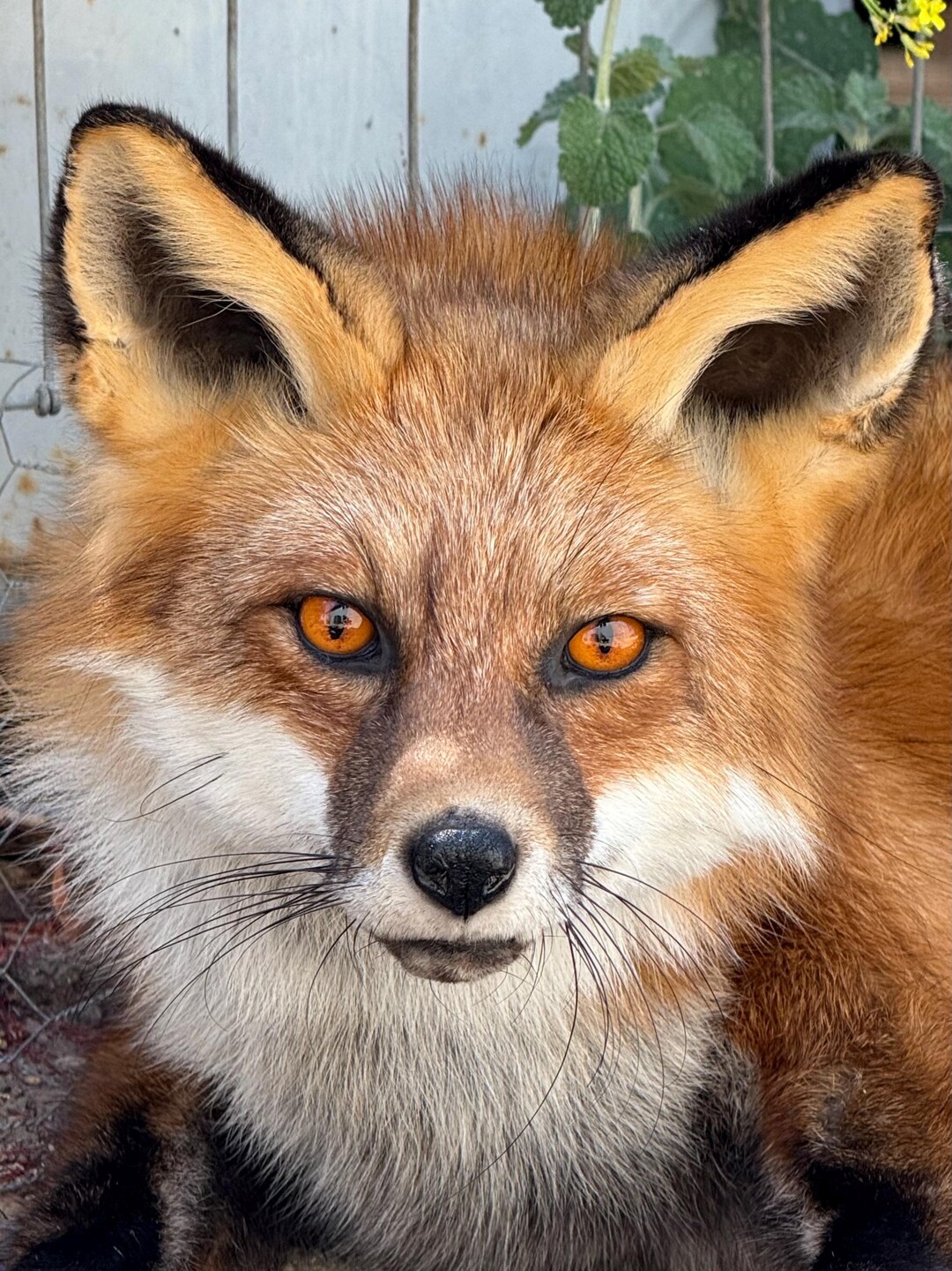 Soft Mount Fox Commission - Etsy