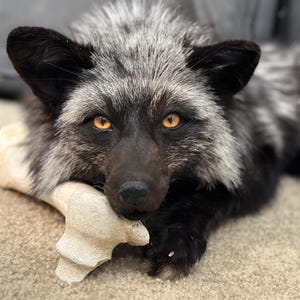 Soft Mount Fox Commission - Etsy