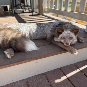 Soft Mount Fox Commission - Etsy