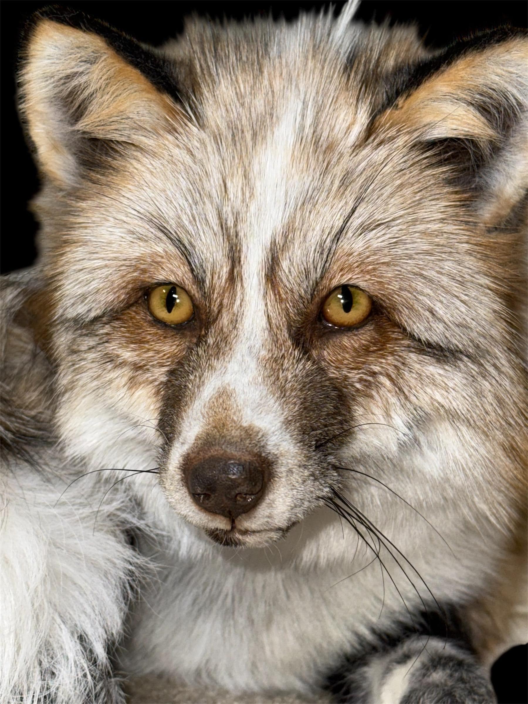 Soft Mount Fox Commission - Etsy