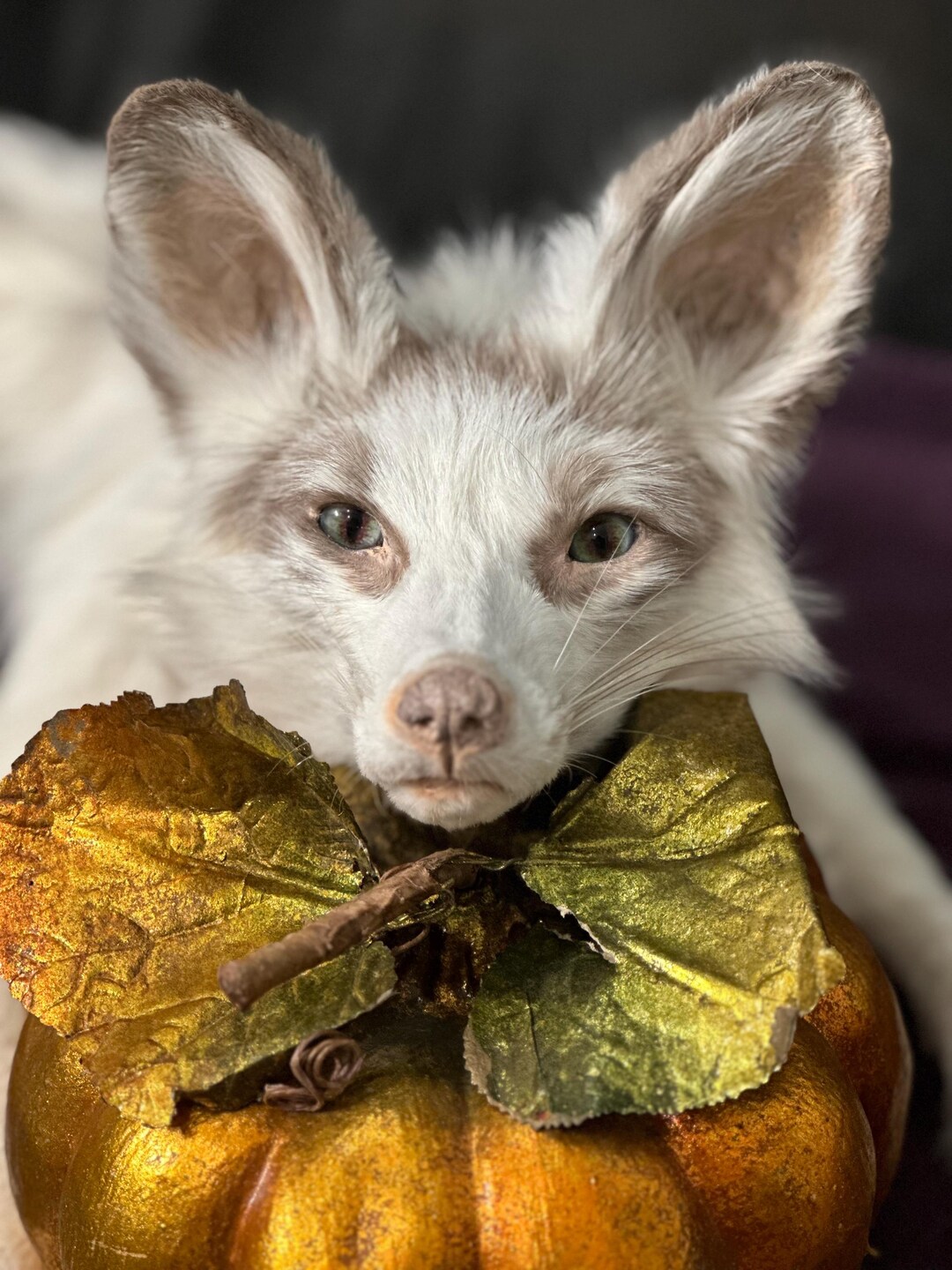 Soft Mount Fox Commission - Etsy