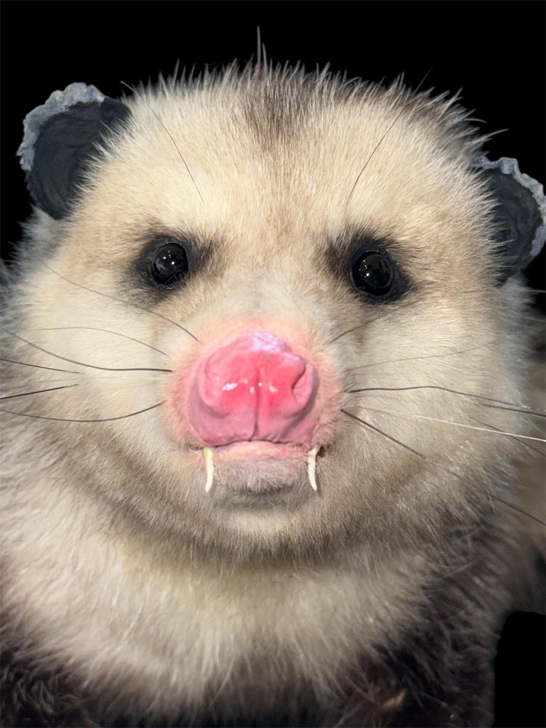 Soft Mount Opossum Commission - Etsy