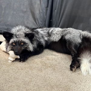 Soft Mount Fox Commission - Etsy