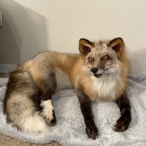 Soft Mount Fox Commission - Etsy