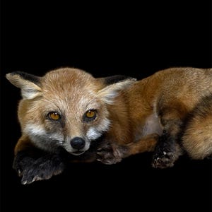 Soft Mount Fox Commission - Etsy