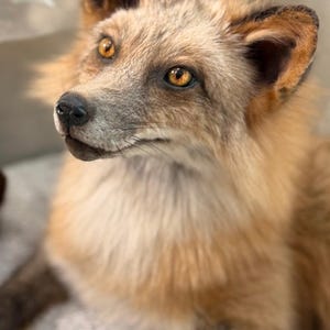 Soft Mount Fox Commission - Etsy