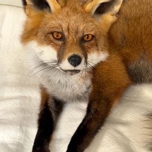 Soft Mount Fox Commission - Etsy