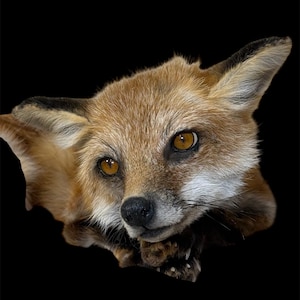 Soft Mount Fox Commission - Etsy