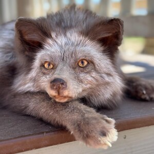 Soft Mount Fox Commission - Etsy