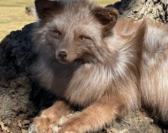 Taxidermy vulpes/vulpes Smokey Fox Traditional Mount - Etsy