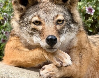 MADE TO ORDER Taxidermy Coyote Soft Mount, Softmount Commission, See ...