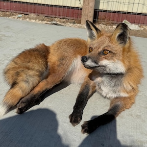 Soft Mount Fox Commission - Etsy