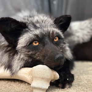 Soft Mount Fox Commission - Etsy