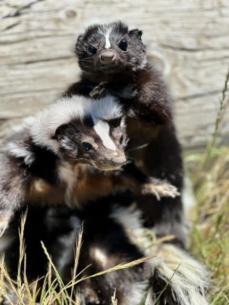 Soft Mount Striped Skunk Commission - Etsy