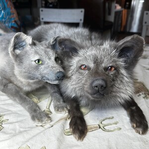 Soft Mount Fox Commission - Etsy