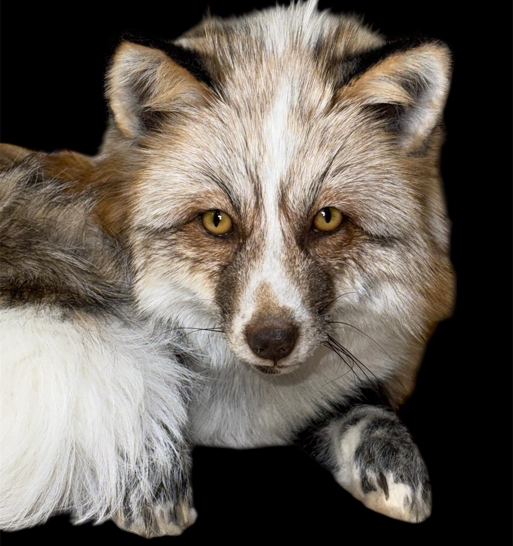 Soft Mount Fox Commission - Etsy