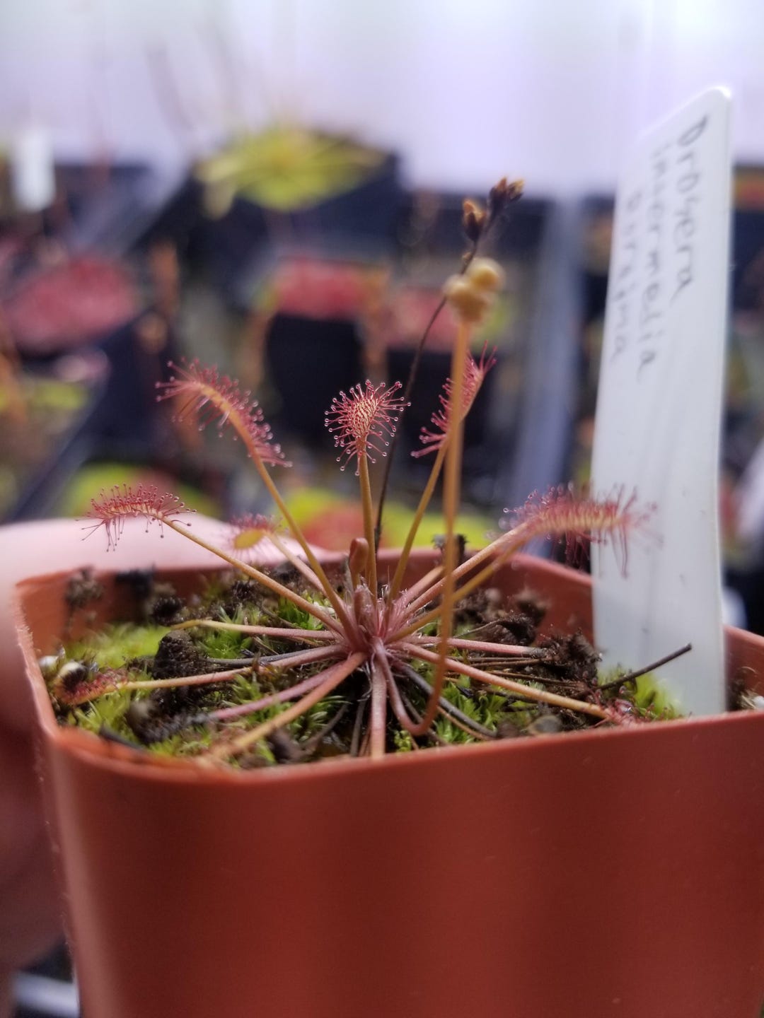 Drosera Intermedia "roraima" Seeds - Tropical Carnivorous Sundew Plant ...