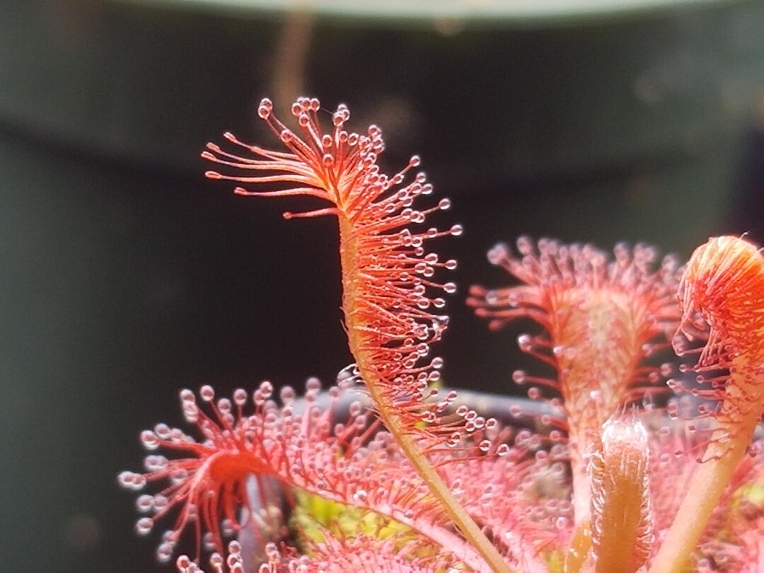 Drosera Spatulata Var. "lovellae" Seeds - Easy to Grow Carnivorous ...