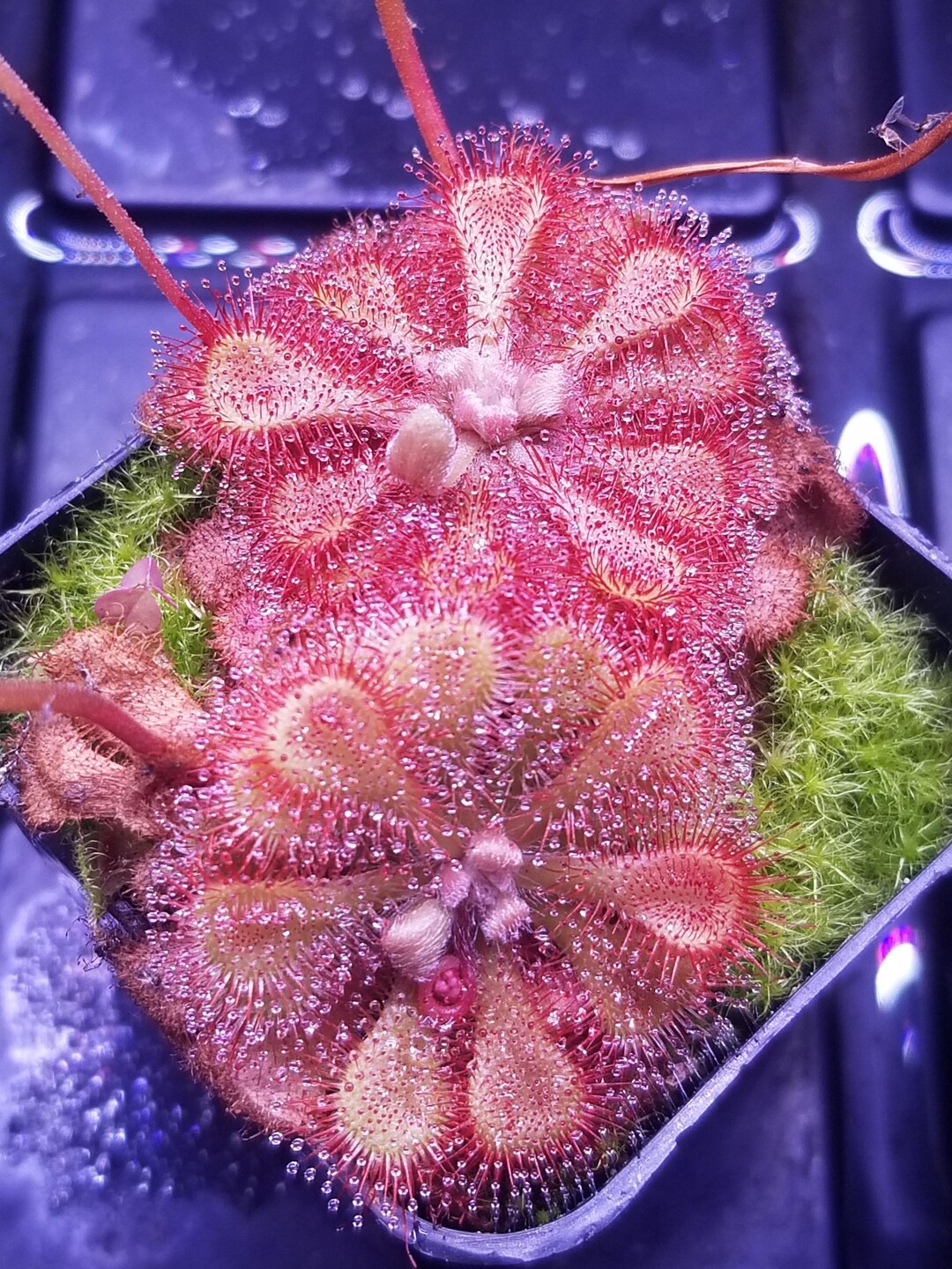 Drosera Natalensis Seeds - Carnivorous Sundew Plant - Super Easy to ...