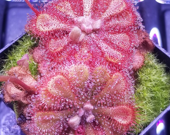 Drosera Natalensis Seeds - Carnivorous Sundew Plant - Super Easy to ...