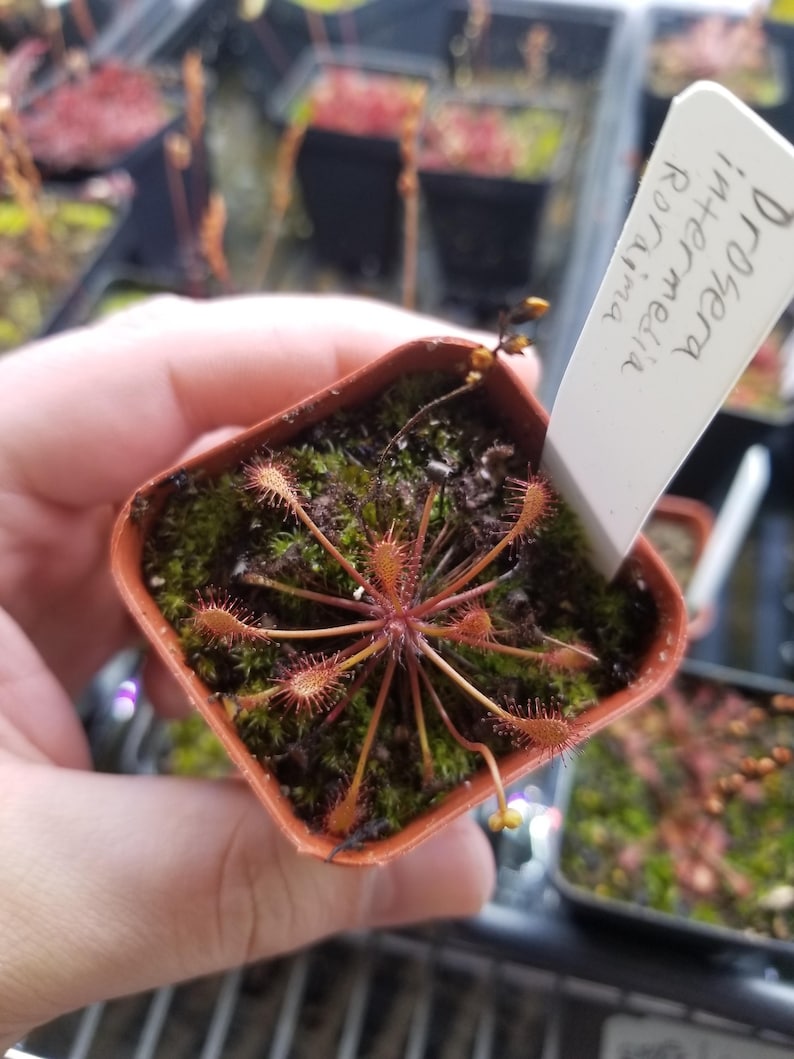 Drosera Intermedia "roraima" Seeds - Tropical Carnivorous Sundew Plant ...