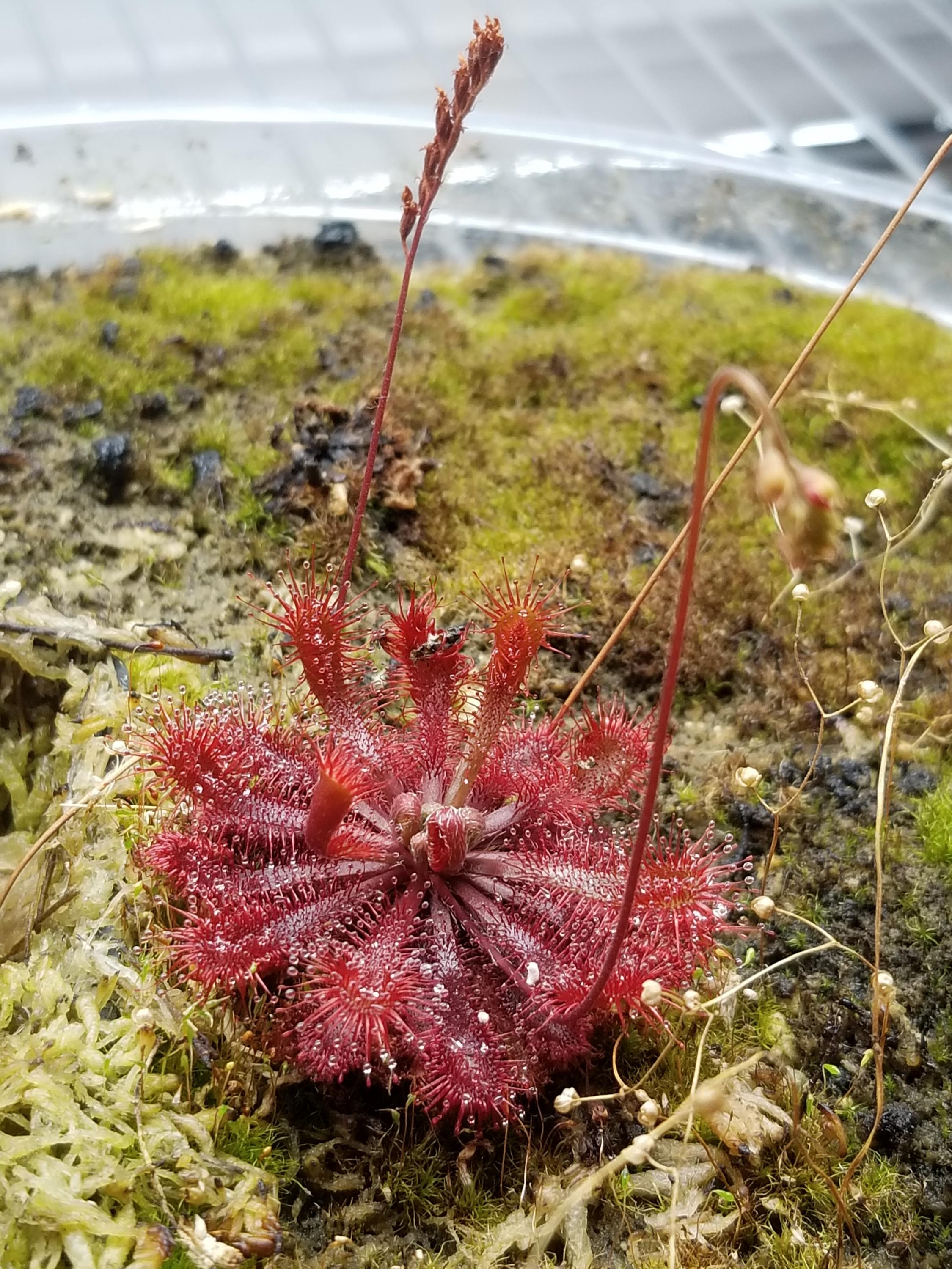 Drosera Spatulata Var. "lovellae" Seeds - Easy to Grow Carnivorous ...