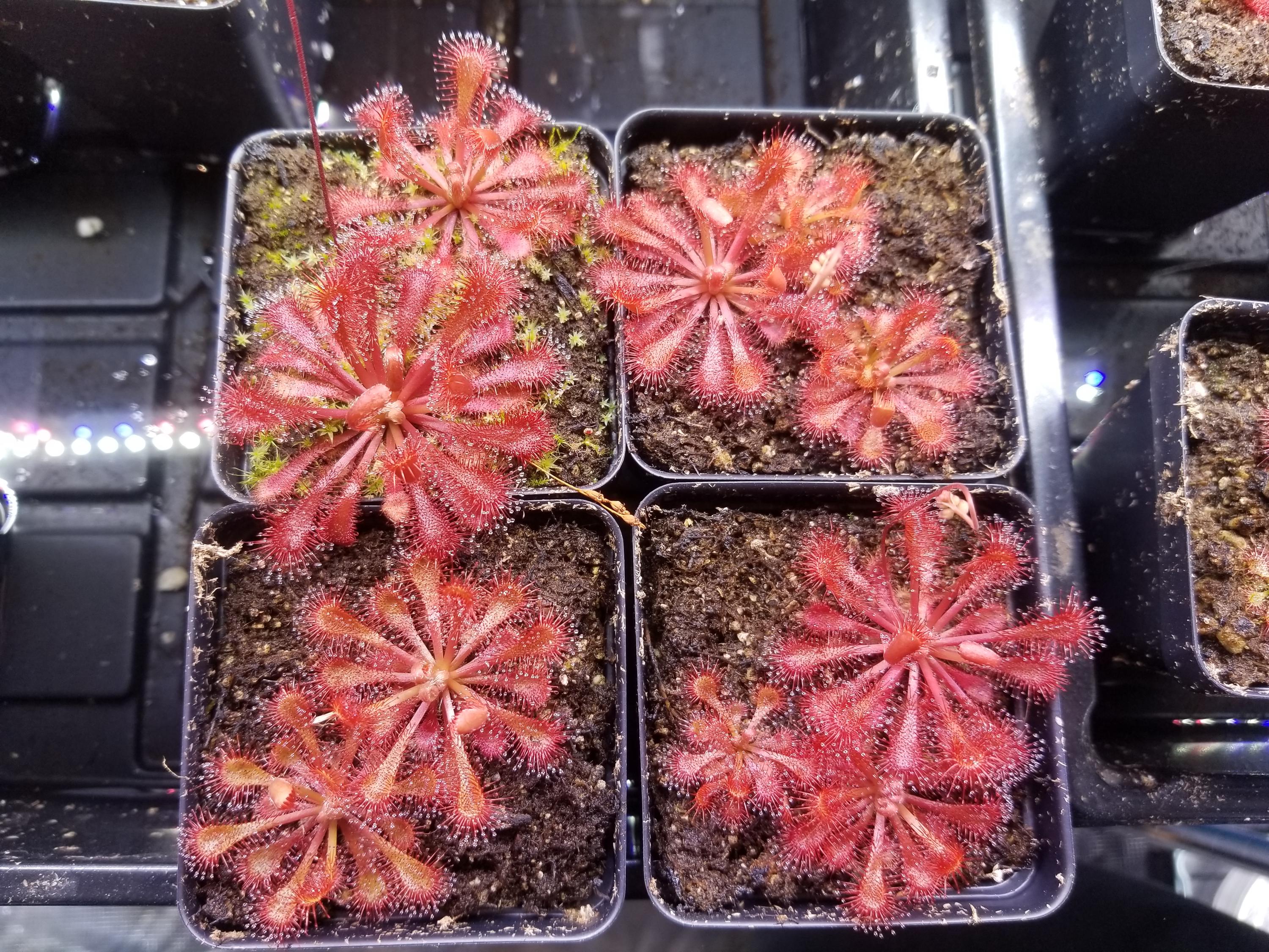 Drosera Spatulata Var. "lovellae" Seeds - Easy to Grow Carnivorous ...