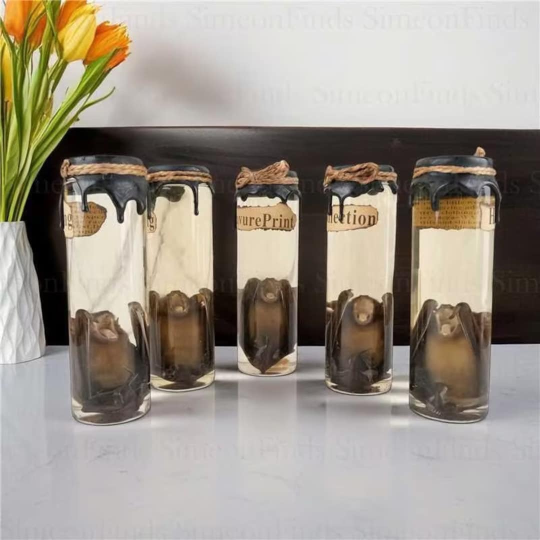Taxidermy Bat, Bat Wet Specimen, Animal Specimen in Resin, Science ...