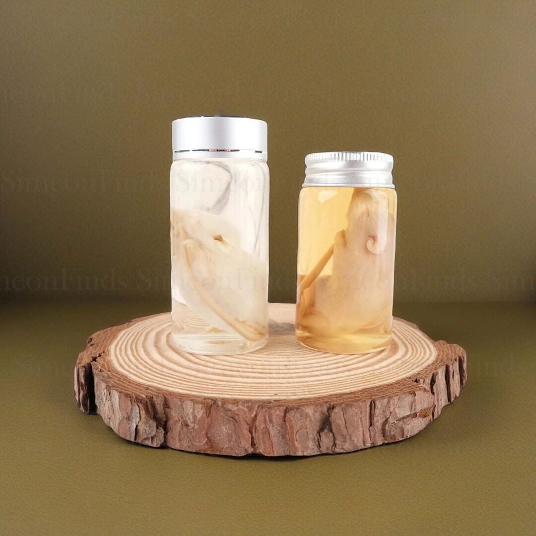 Mouse Wet Specimen, Mice Natural History Oddity Curiosity Gift, Dead ...