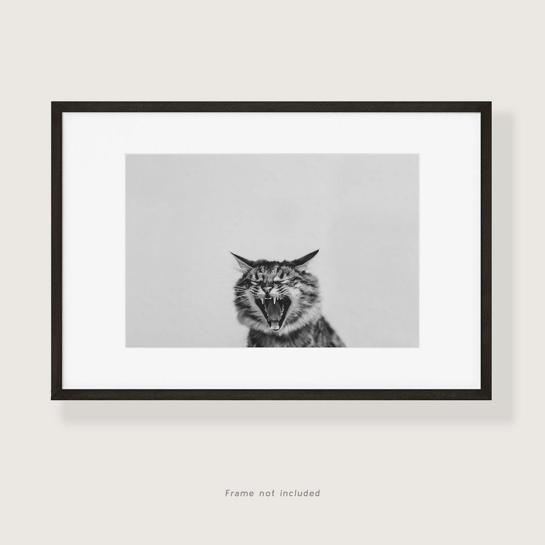 This Cat is a Mood Black and White Fine Art Photography Print ...