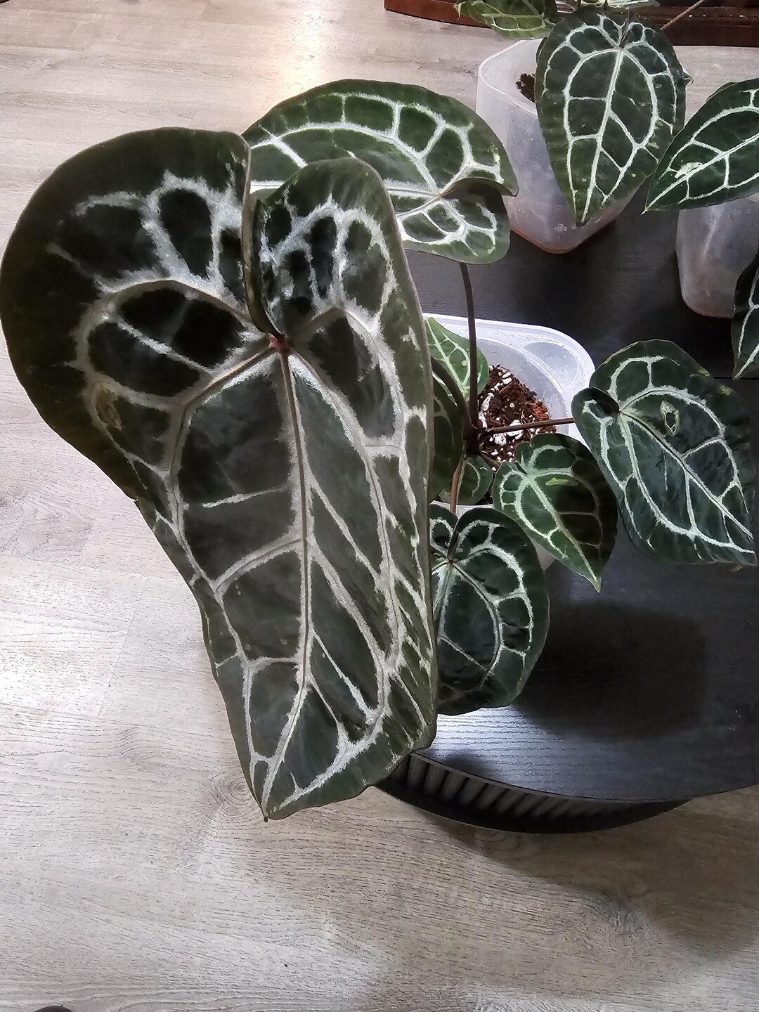Anthurium Large Doc Block Michelle - Etsy