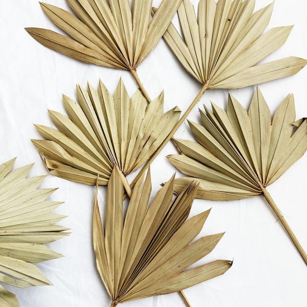 Dried Palm Leaves - Etsy