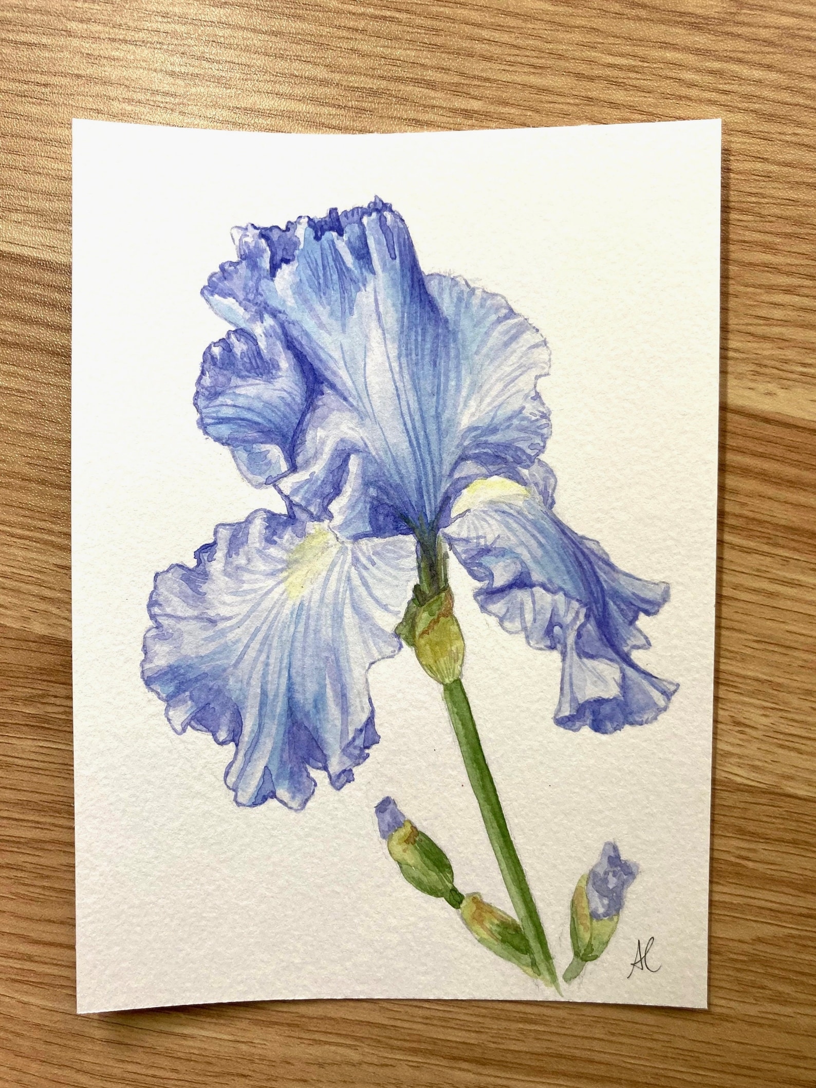 Watercolor Original Blue Iris Painting - Etsy