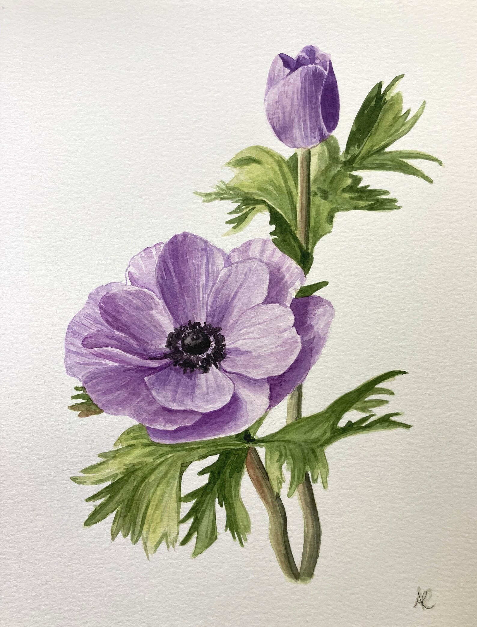Anemone Watercolor Vera Bradley