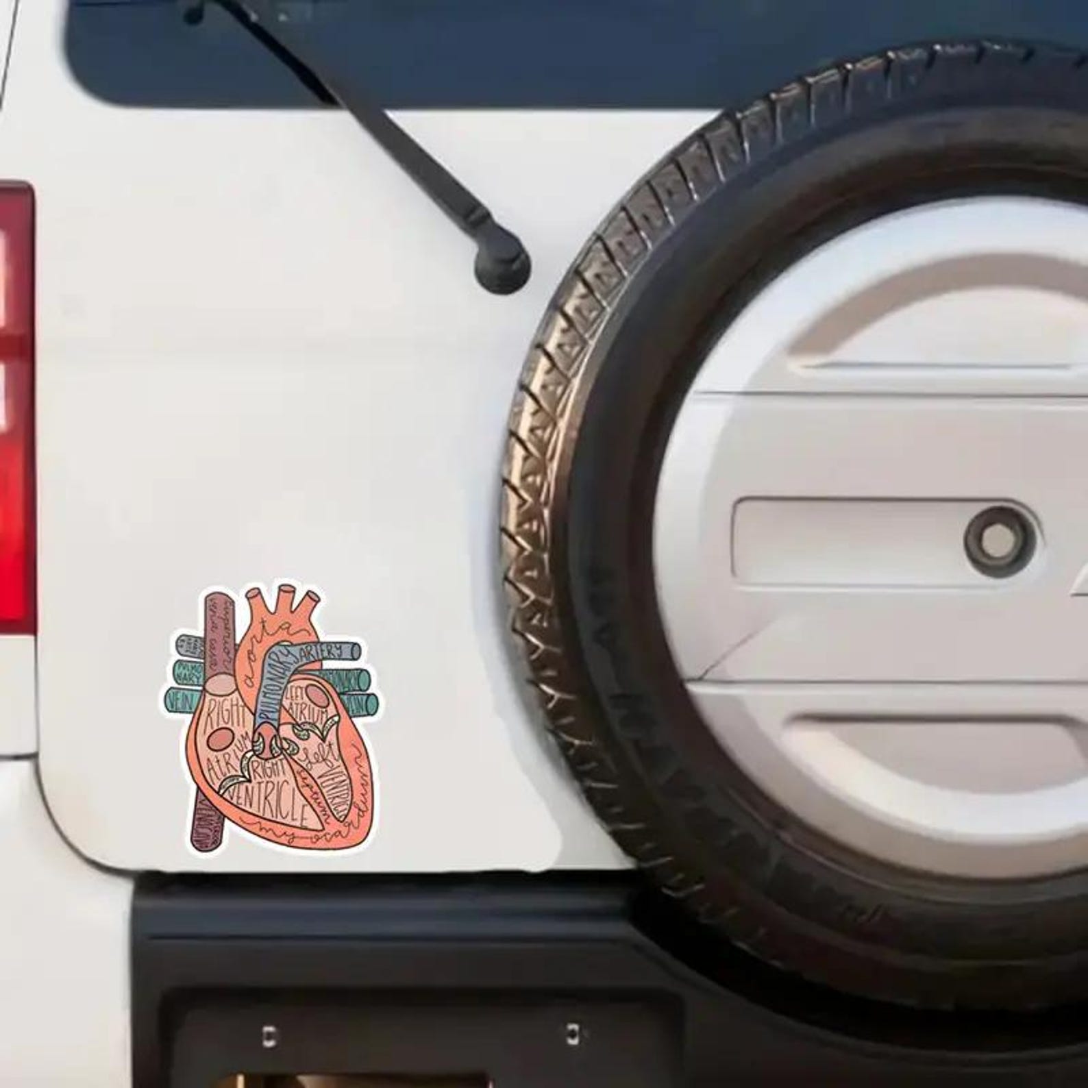 Heart Anatomy Stickers - Medical Nurse Cardiac Decals - Etsy