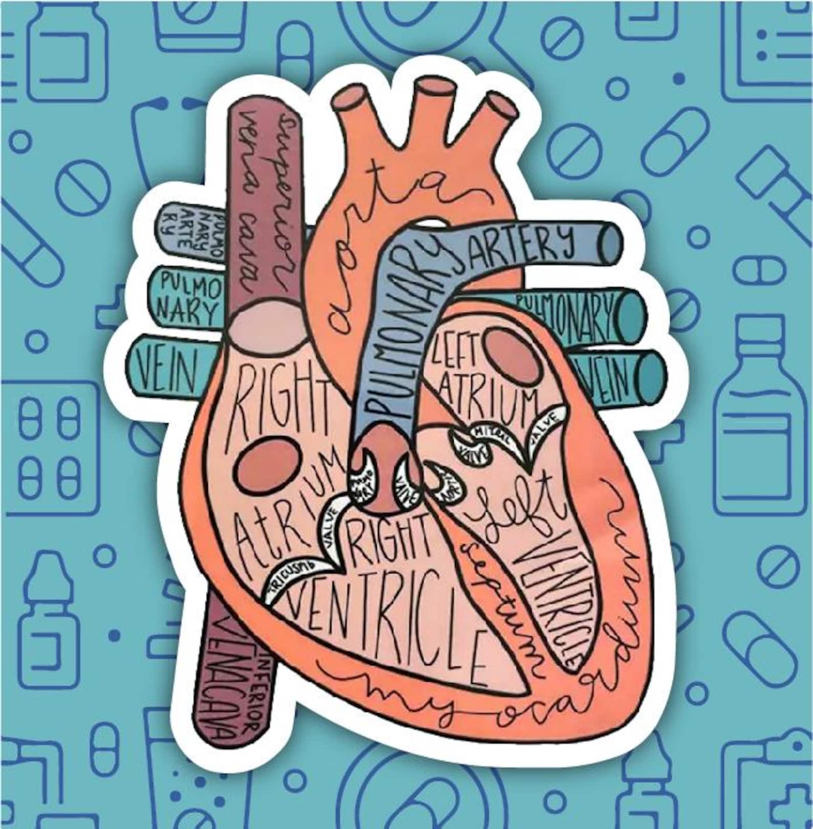 Heart Anatomy Stickers - Medical Nurse Cardiac Decals - Etsy