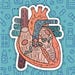Heart Anatomy Stickers - Medical Nurse Cardiac Decals - Etsy