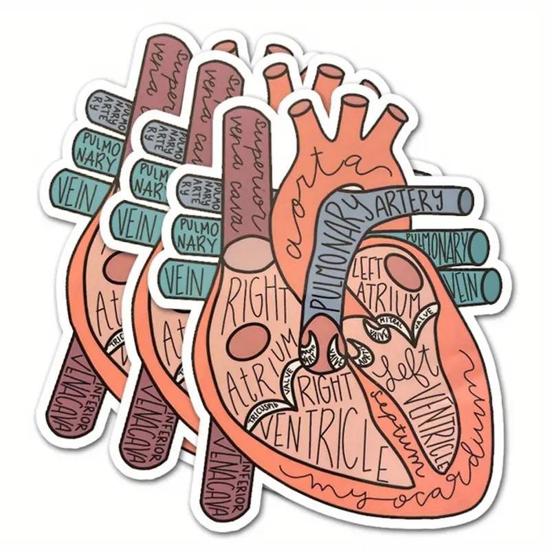 Heart Anatomy Stickers - Medical Nurse Cardiac Decals - Etsy
