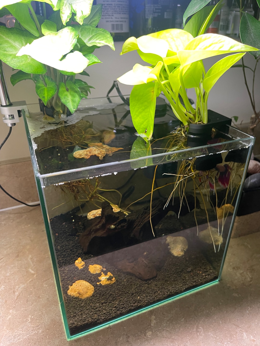 The Root Clip - Aquarium Plant Holder for Substrate-less Emersed Plants ...