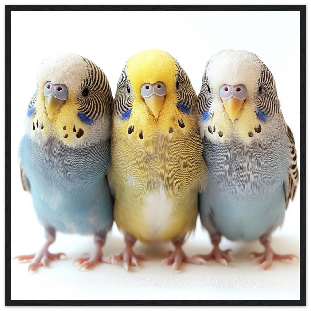 Happy Budgie Chicks Art Print in Blue-green, Framed Cute Parakeet ...