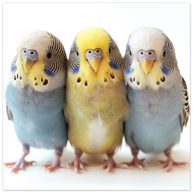 Adorable Budgie Poster, Blue and Green Parakeets Art Print, Cute Chick ...