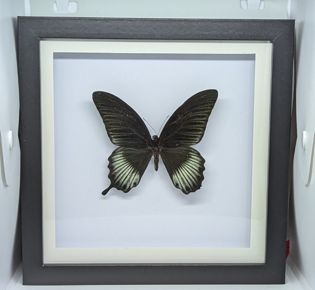 Papilio Memnon Great Mormon Butterfly Insect Bug Mounted in a Box Frame ...