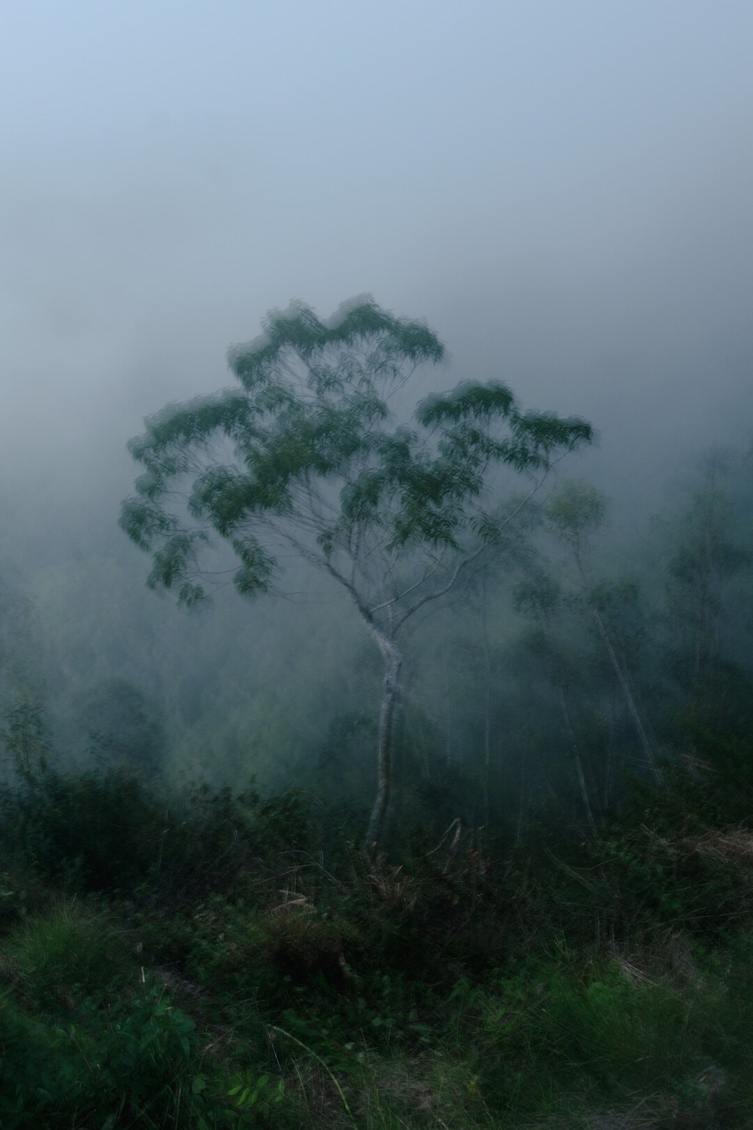 Palehua Koa Hawaii Photography Print. Nature Hiking Wall - Etsy