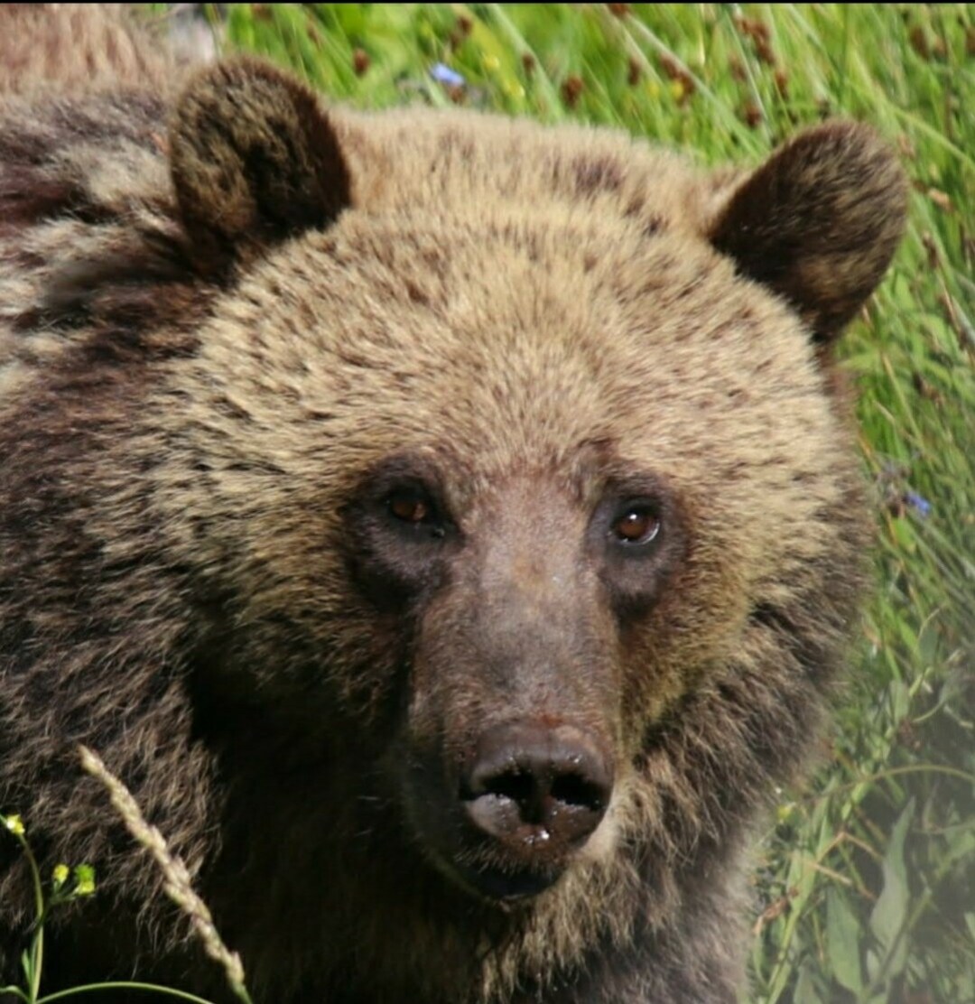 Princess Jam. - Etsy