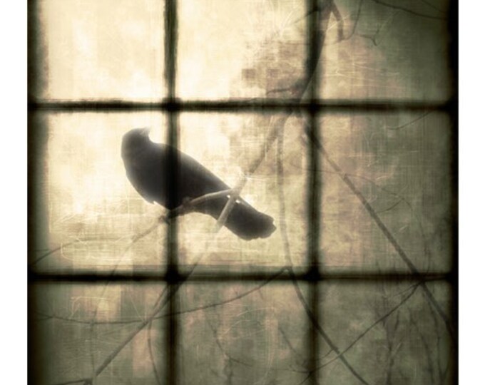 Photo-art, Montage, Crow Picture, Window, Raven, Surreal - Crow Outside ...