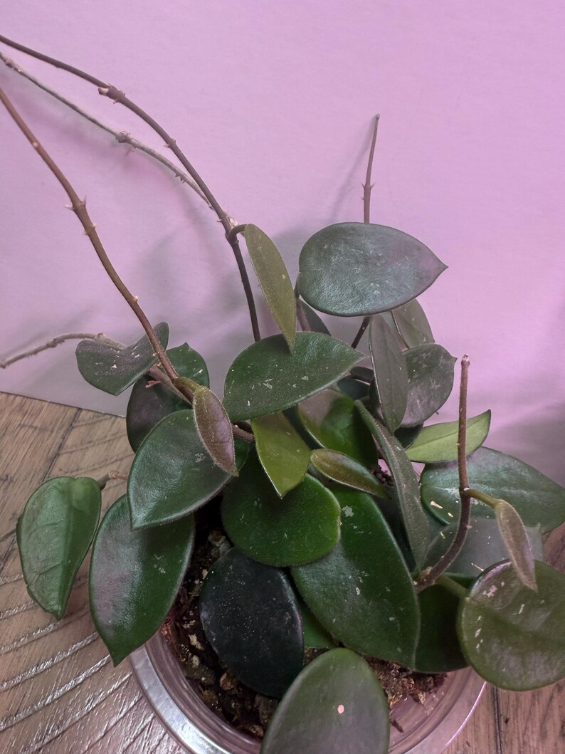 Hoya Chouke - Etsy