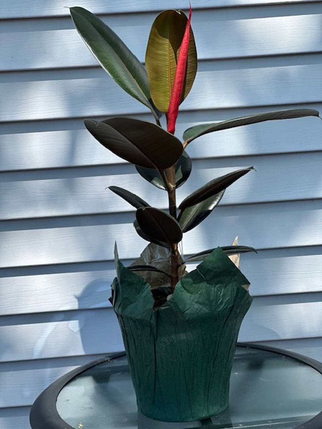 Ficus Elastica 'rubber Fig' - Etsy