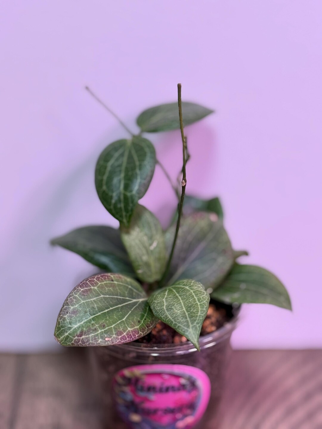 Hoya Teacup Anemone - Etsy