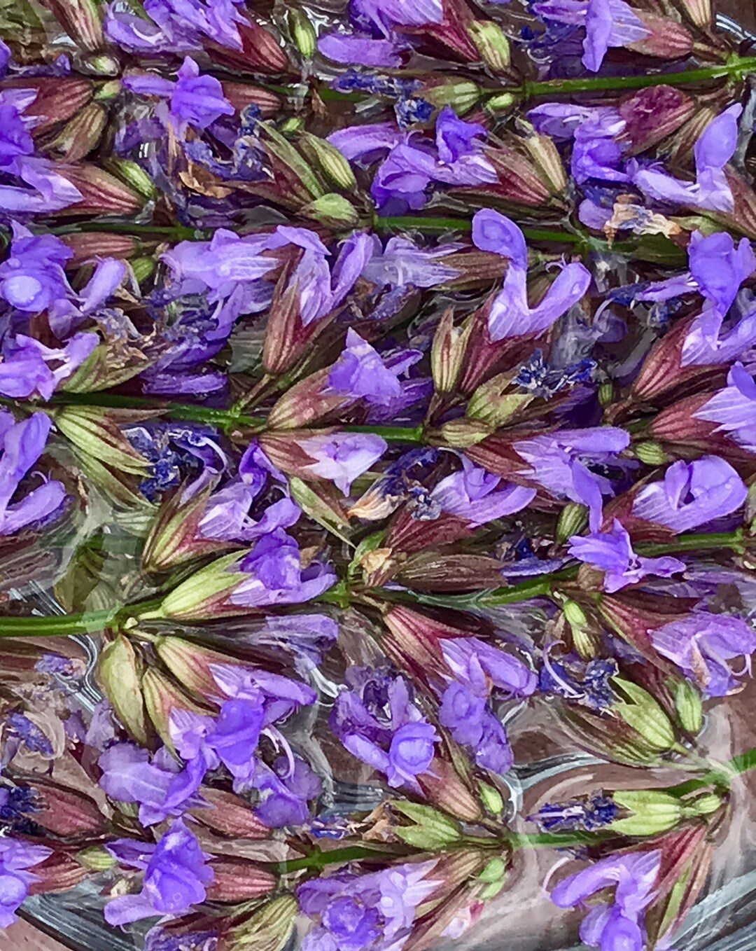 SAGE: Sublime Flower Essences Are Made With Love and Prayers in Our ...