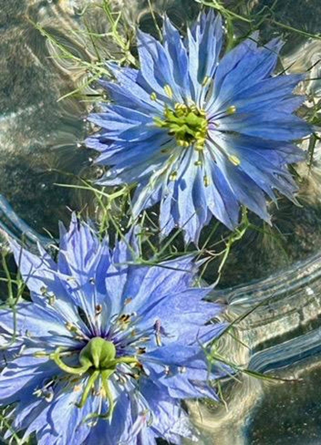NIGELLA: Sublime Flower Essences Are Made in Our Medicine Wheel Garden ...